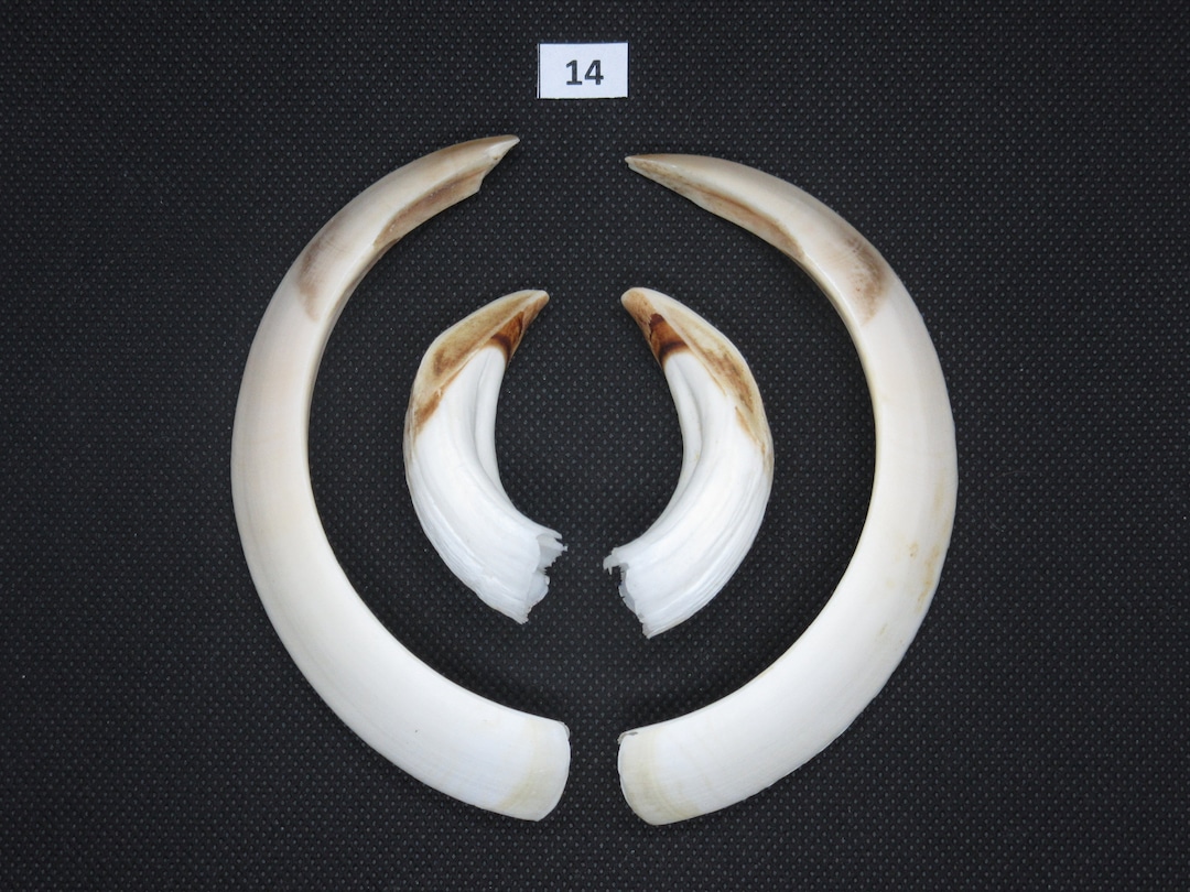 Wild Boar Teeth no. 14, Trophy, Taxidermy, Tooth, Jewellery, Necklace ...