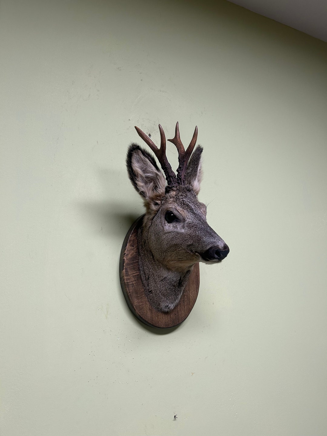 Roe Deer Head on the Board, Taxidermy, Throphies - Etsy