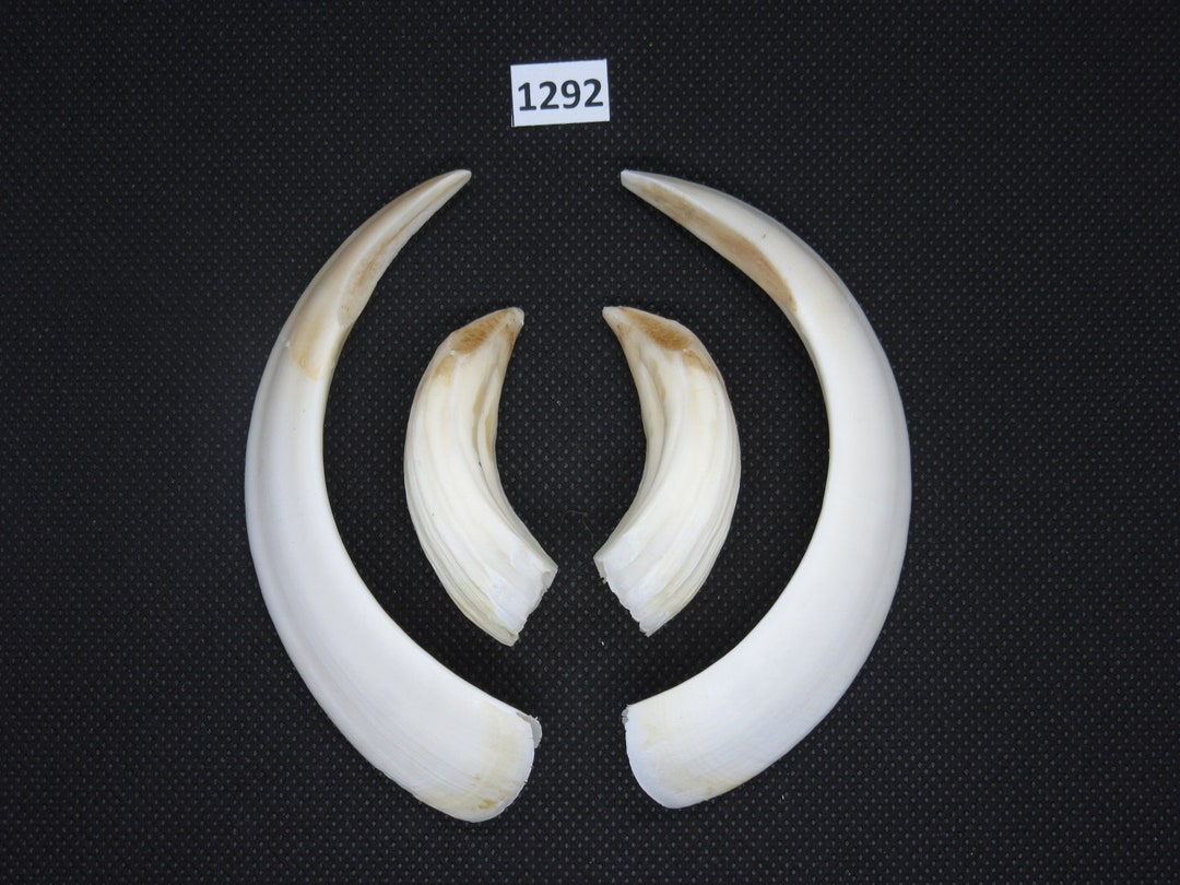 Wild Boar Teeth no. 1292 Trophy Taxidermy Tooth - Etsy
