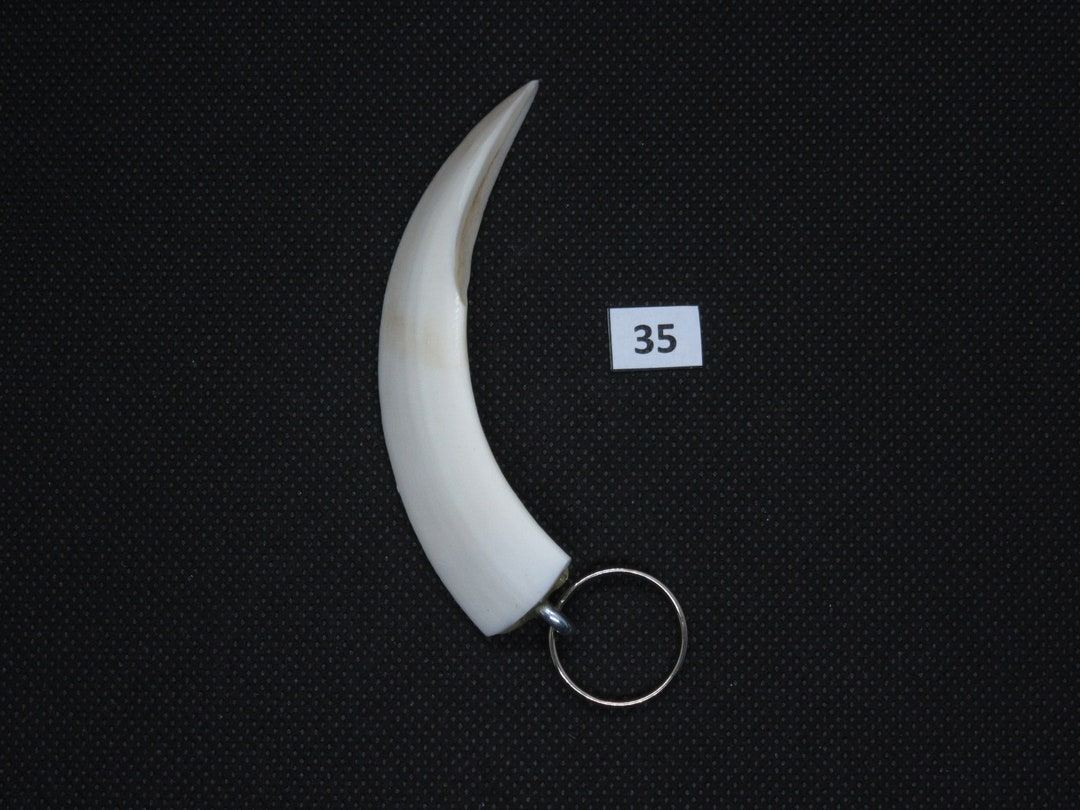 Wild Boar Tooth Keyring no. 35, Keychain, Pendant, Trophy, Taxidermy ...