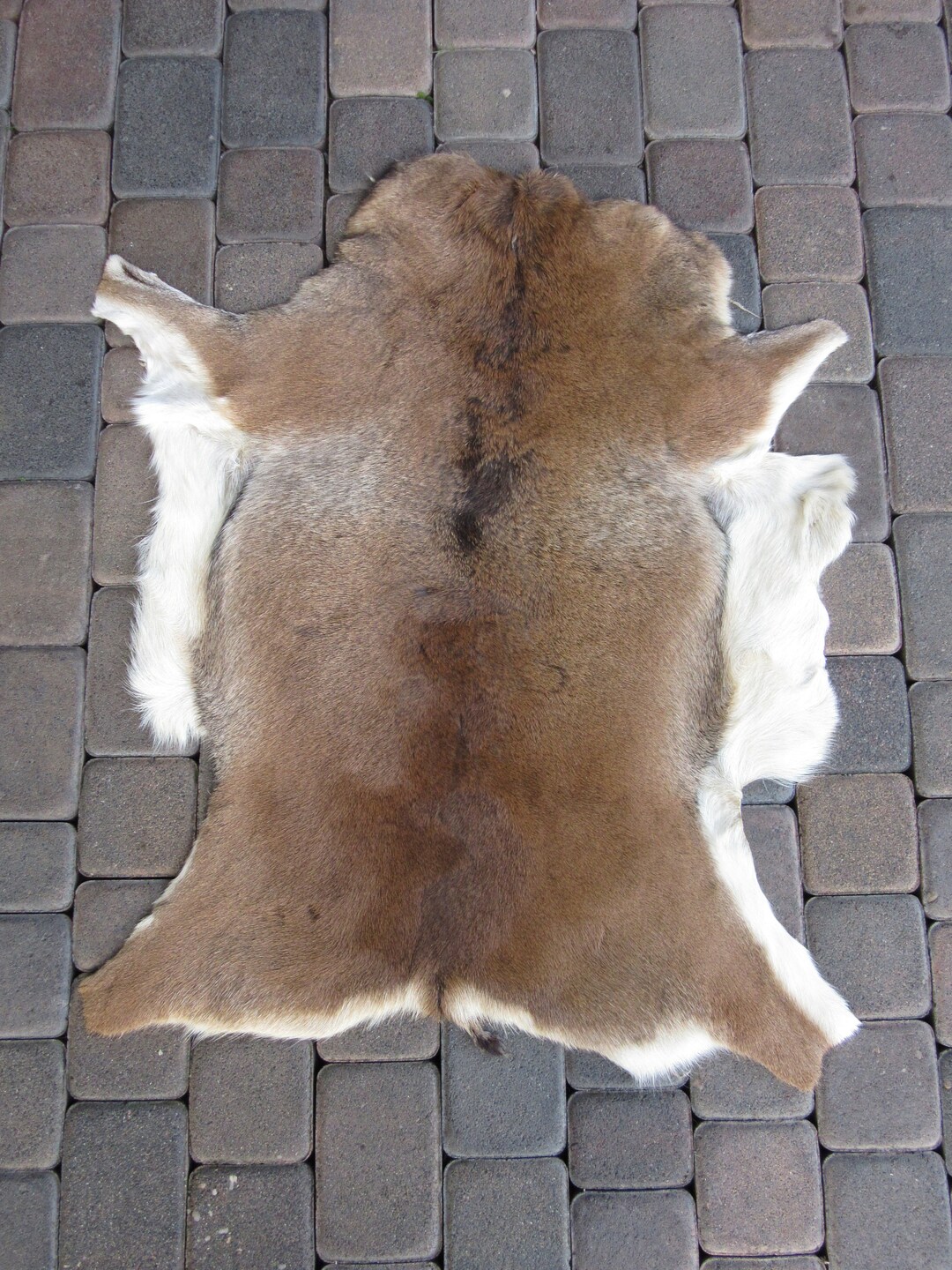 Mouflon Skin Tanned Skin Fur Trophy Taxidermy Carpet - Etsy