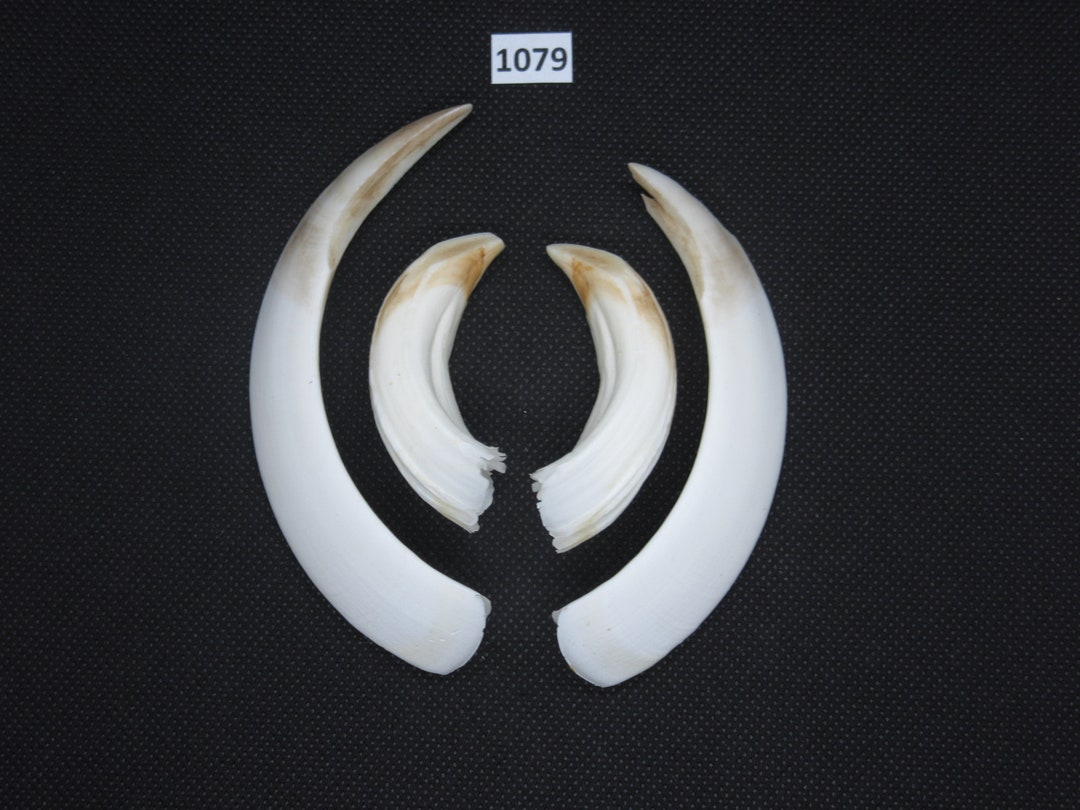 Wild Boar Teeth no. 1079, Trophy, Taxidermy, Tooth, Jewellery, Necklace ...
