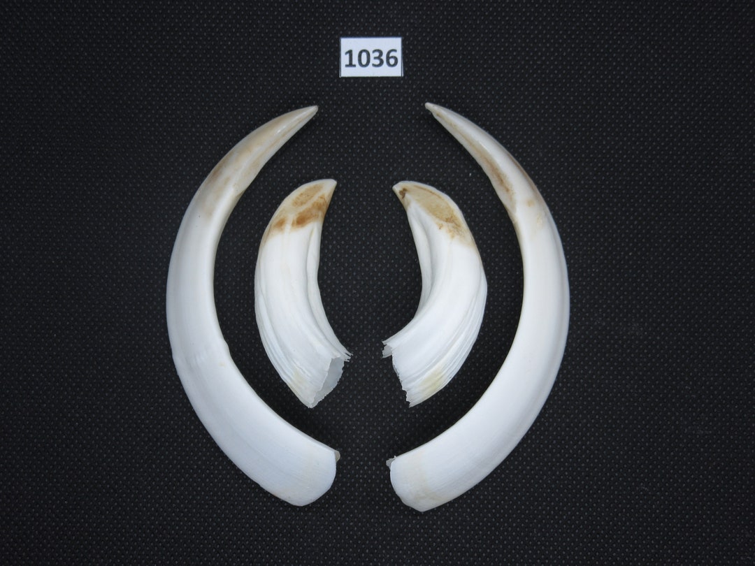Wild Boar Teeth no. 1036, Trophy, Taxidermy, Tooth, Jewellery, Necklace ...
