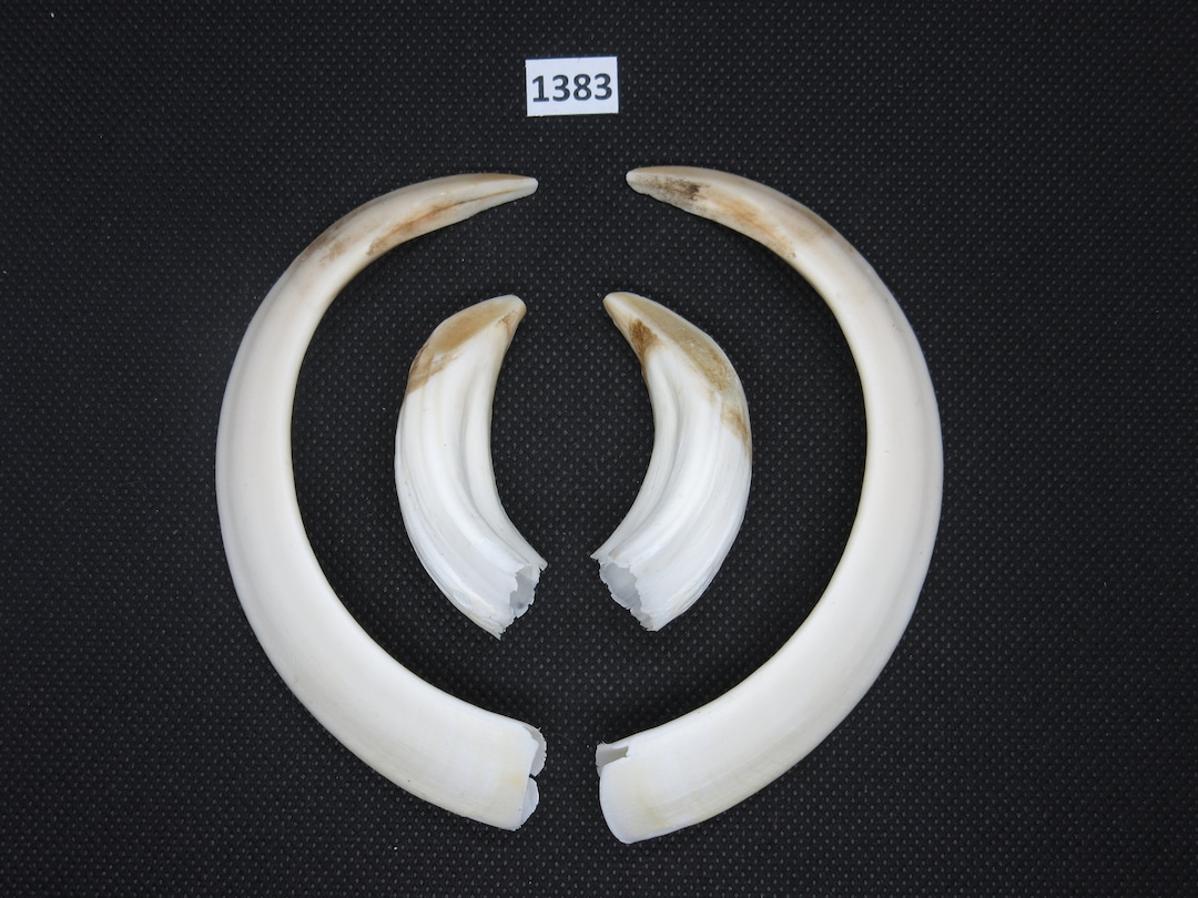 Wild Boar Teeth no. 1383 Trophy Taxidermy Tooth - Etsy