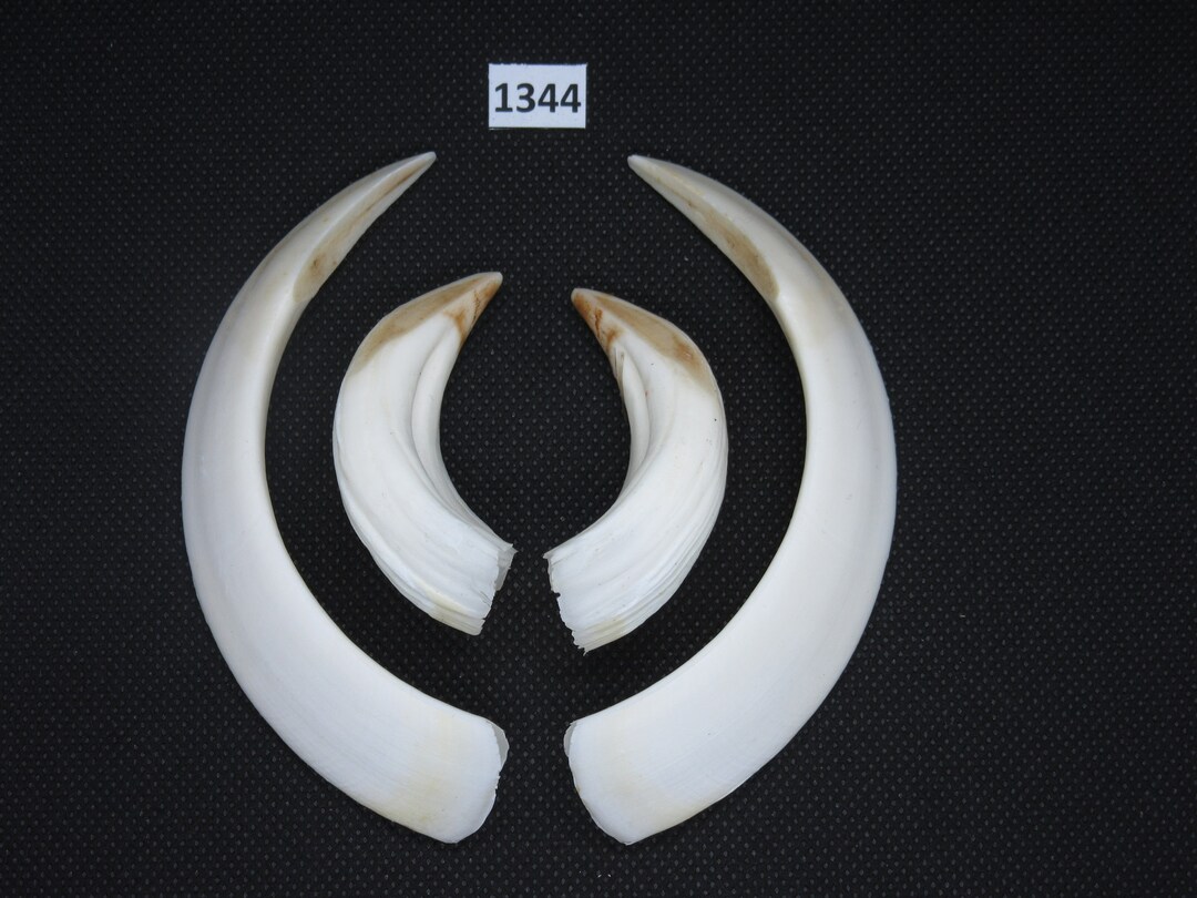 Wild Boar Teeth no. 1344, Trophy, Taxidermy, Tooth, Jewellery, Necklace ...