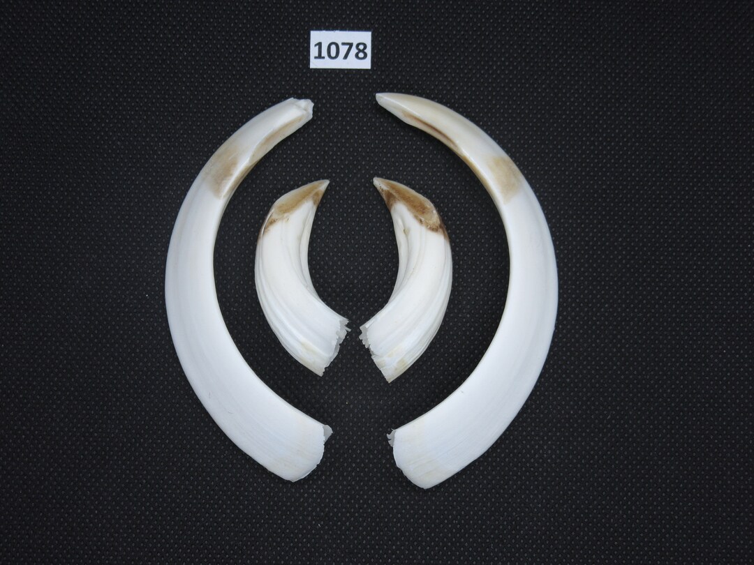 Wild Boar Teeth no. 1078, Trophy, Taxidermy, Tooth, Jewellery, Necklace ...