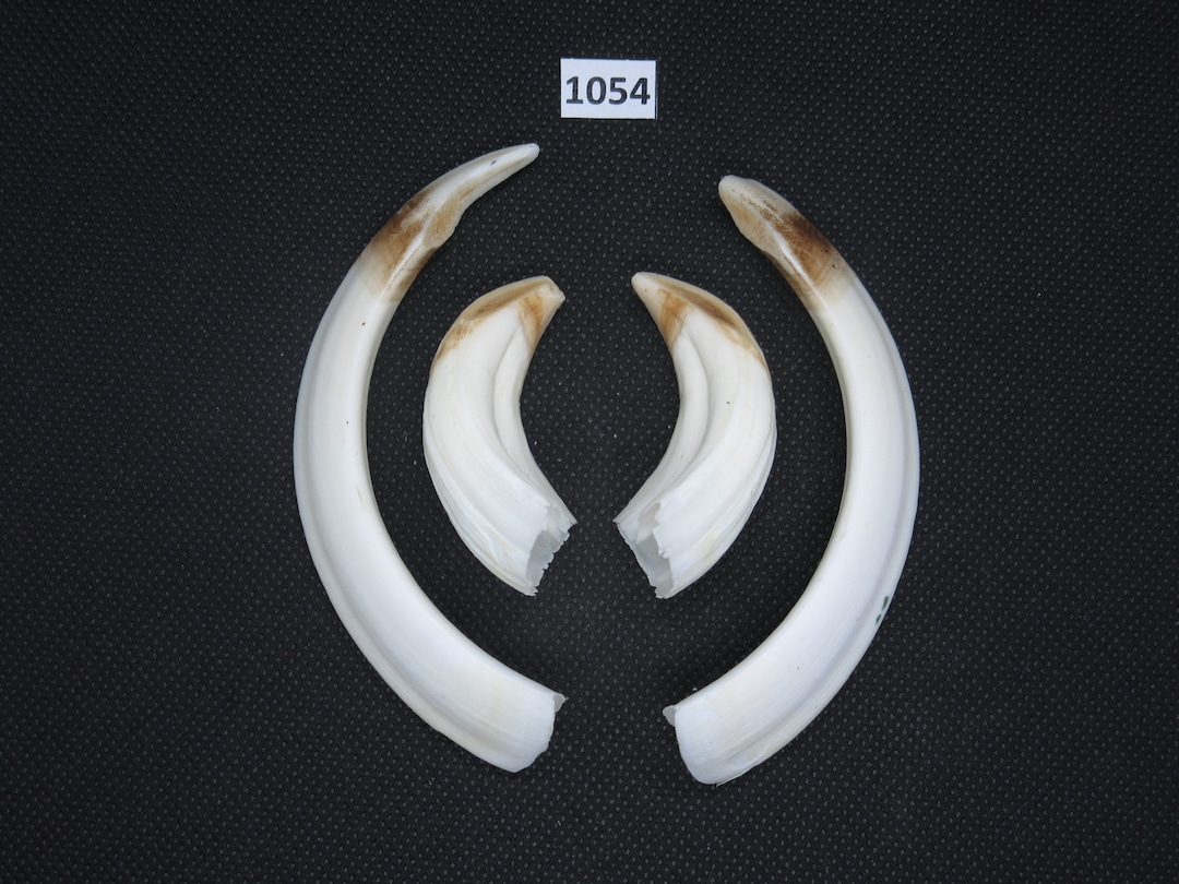 Wild Boar Teeth no. 1054, Trophy, Taxidermy, Tooth, Jewellery, Necklace ...