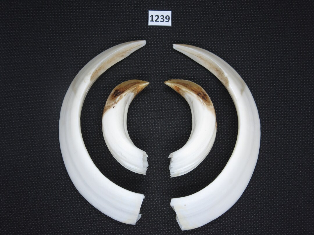 Wild Boar Teeth no. 1239, Trophy, Taxidermy, Tooth, Jewellery, Necklace ...