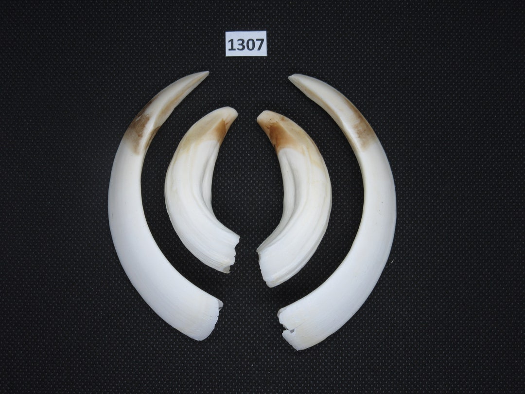 Wild Boar Teeth no. 1307, Trophy, Taxidermy, Tooth, Jewellery, Necklace ...