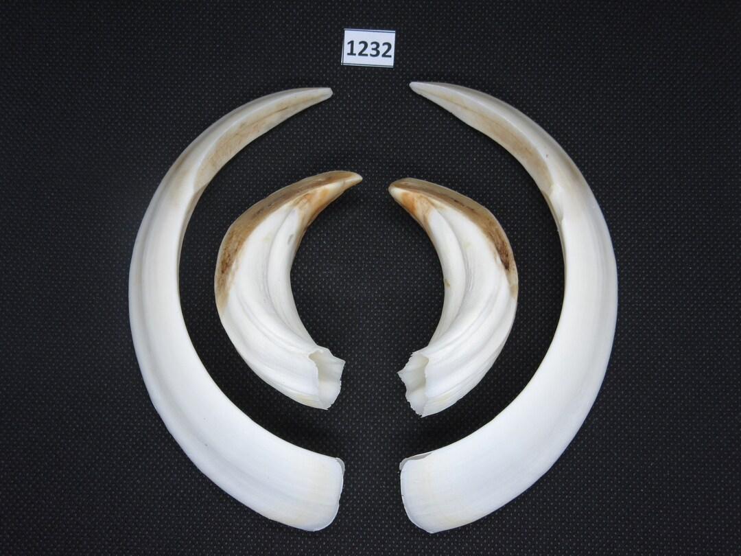 Wild Boar Teeth no. 1232, Trophy, Taxidermy, Tooth, Jewellery, Necklace ...