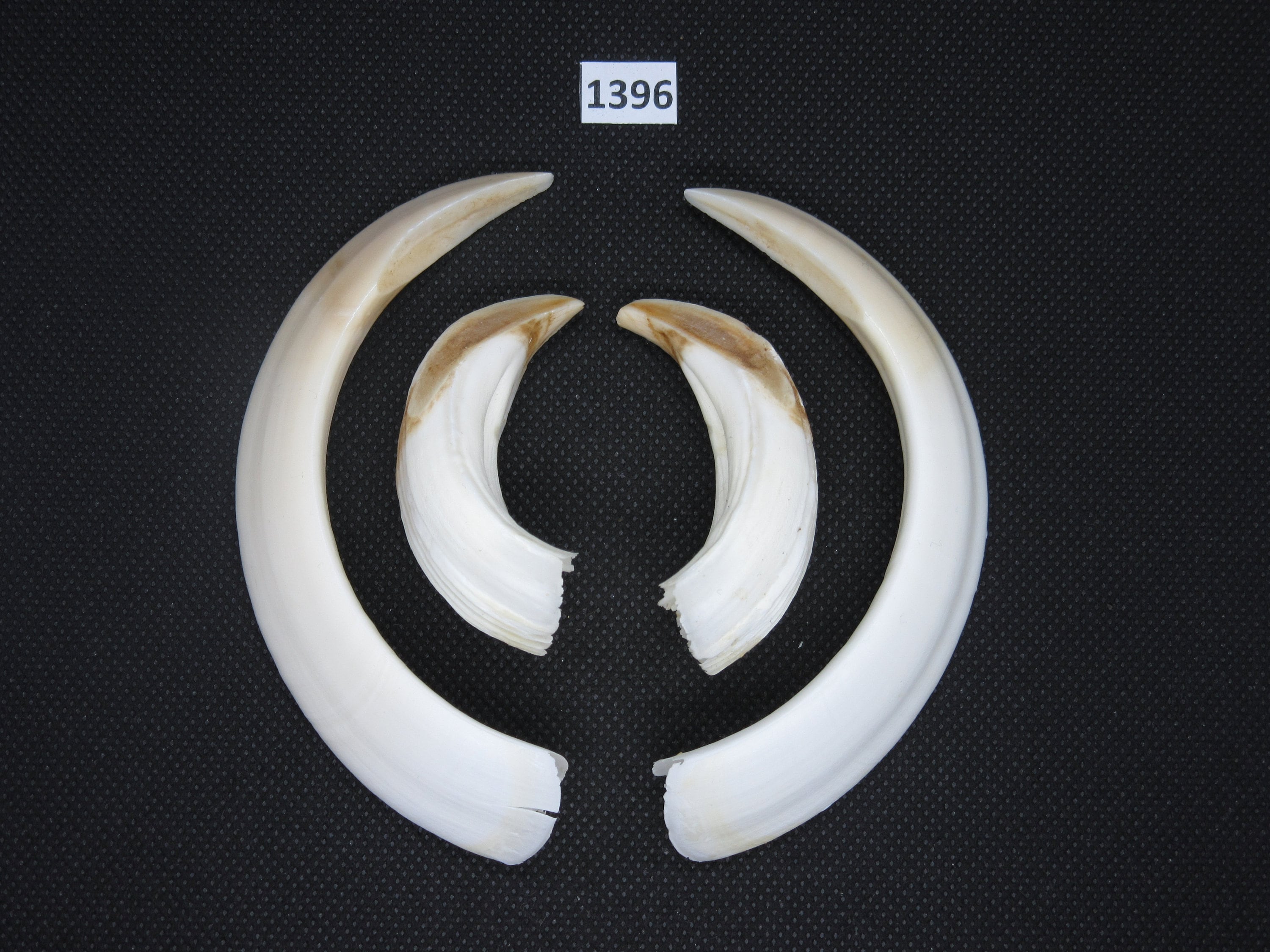 Wild Boar Teeth no. 1396, Trophy, Taxidermy, Tooth, Jewellery, Necklace ...