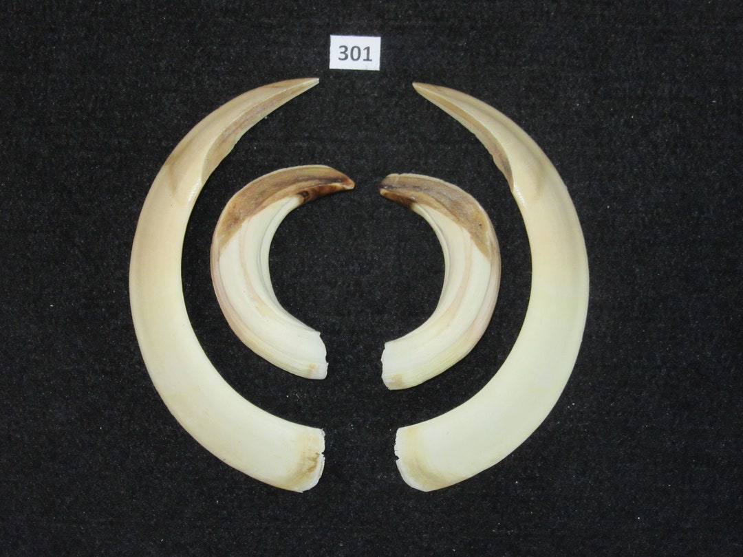 Wild Boar Teeth no. 301 Trophy Taxidermy Tooth - Etsy