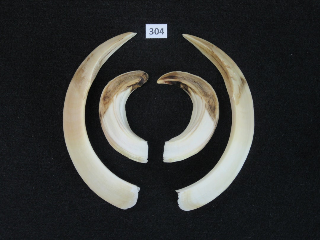 Wild Boar Teeth no. 304 Trophy Taxidermy Tooth - Etsy