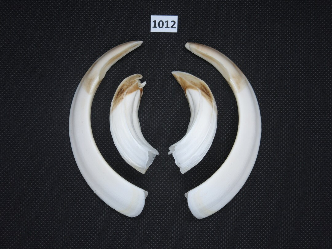 Wild Boar Teeth no. 1012, Trophy, Taxidermy, Tooth, Jewellery, Necklace ...