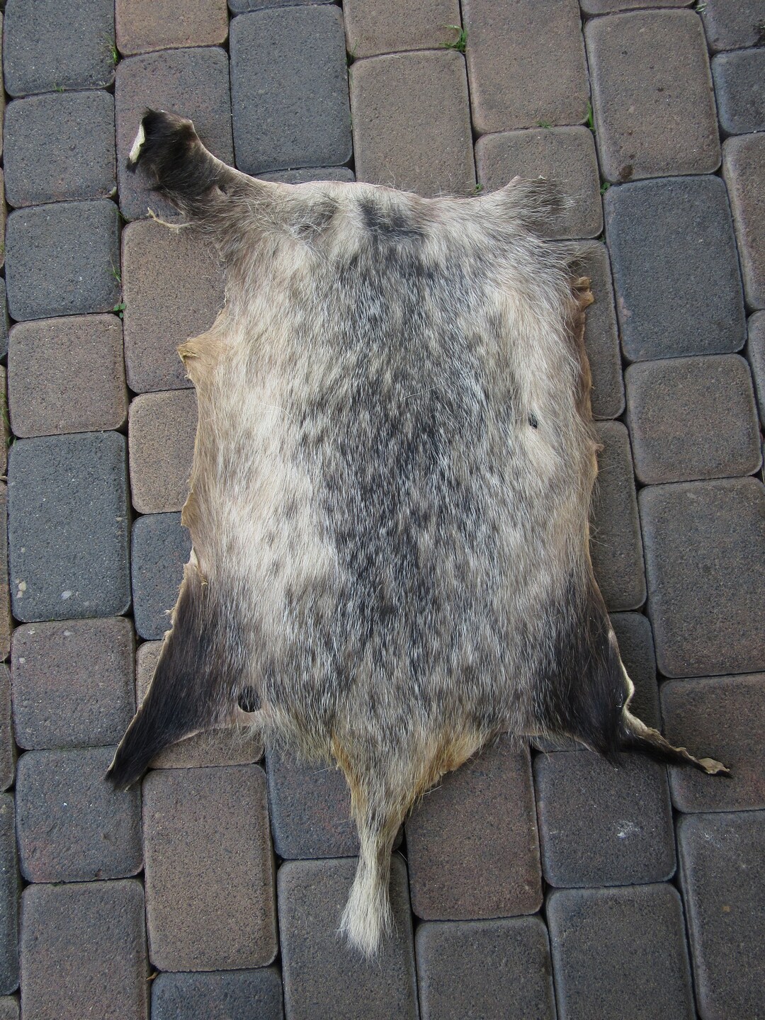 Badger Skin Tanned Skin Fur Trophy Taxidermy Carpet - Etsy