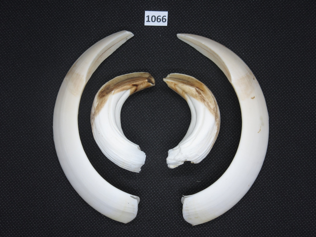 Wild Boar Teeth no. 1055, Trophy, Taxidermy, Tooth, Jewellery, Necklace ...