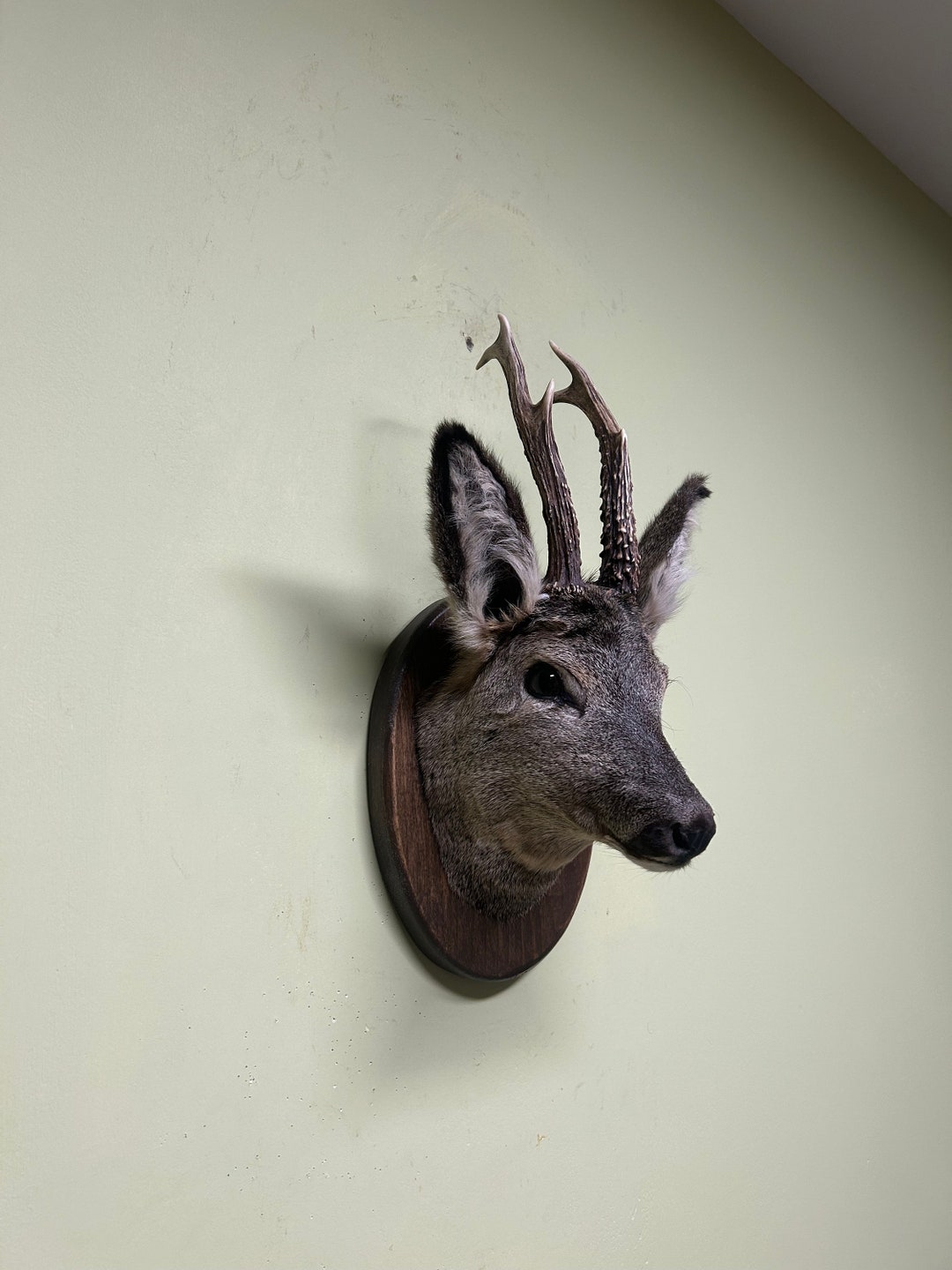Roe Deer Head on the Board, Taxidermy, Throphies - Etsy
