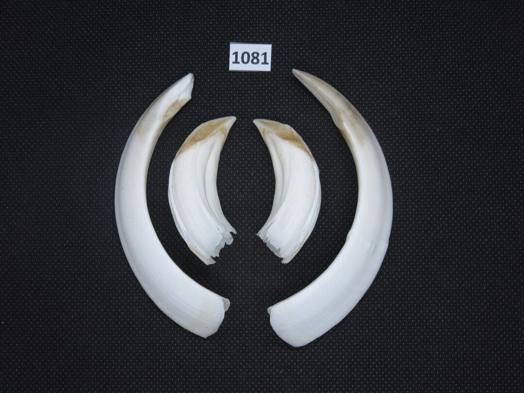 Wild Boar Teeth no. 1081, Trophy, Taxidermy, Tooth, Jewellery, Necklace ...