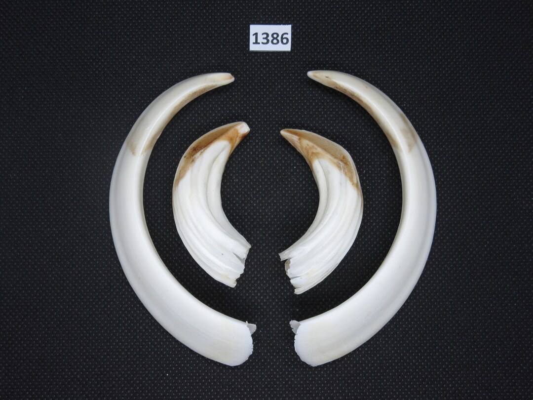 Wild Boar Teeth no. 1386 Trophy Taxidermy Tooth - Etsy