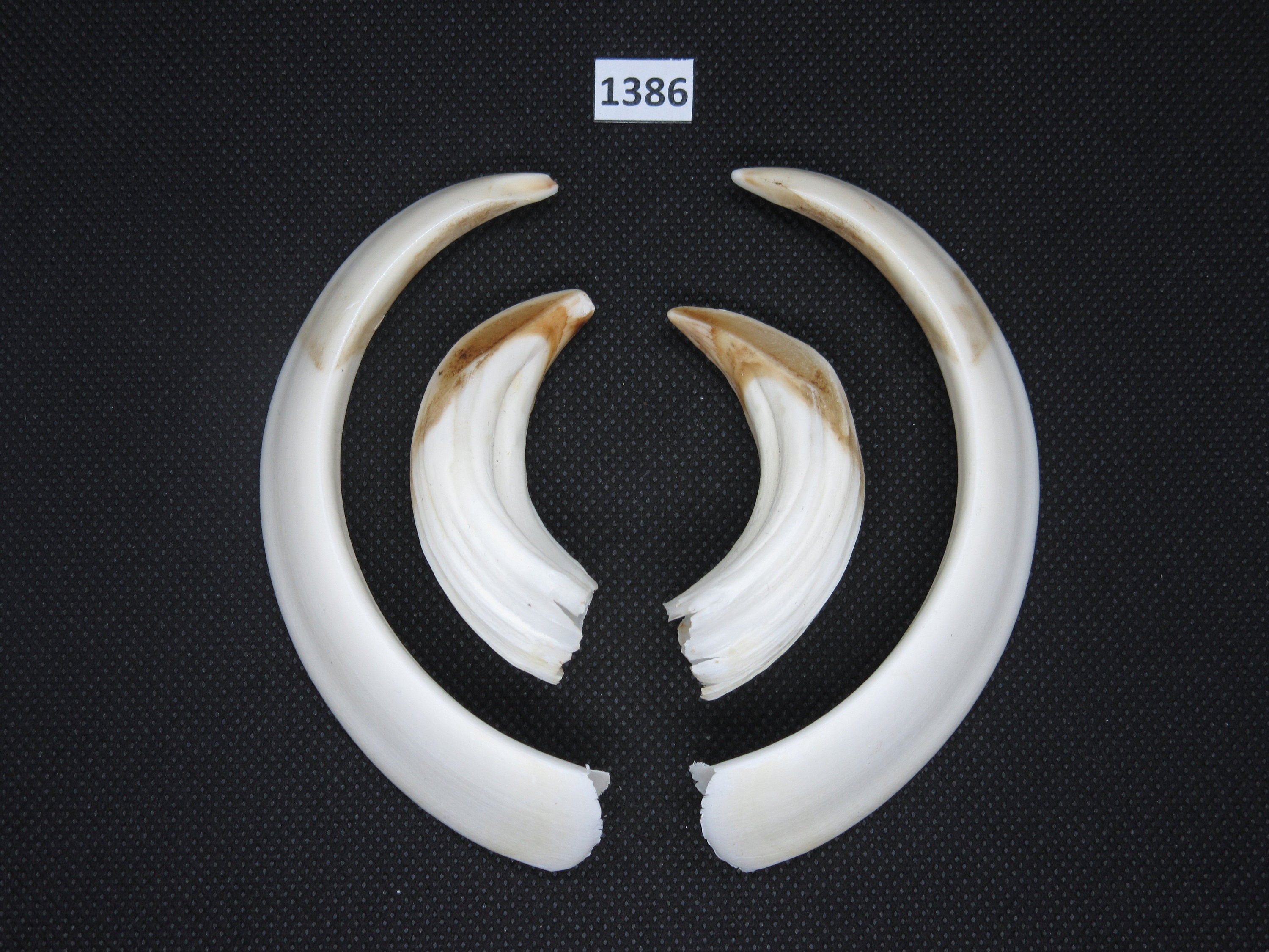 Wild Boar Teeth no. 1386 Trophy Taxidermy Tooth - Etsy