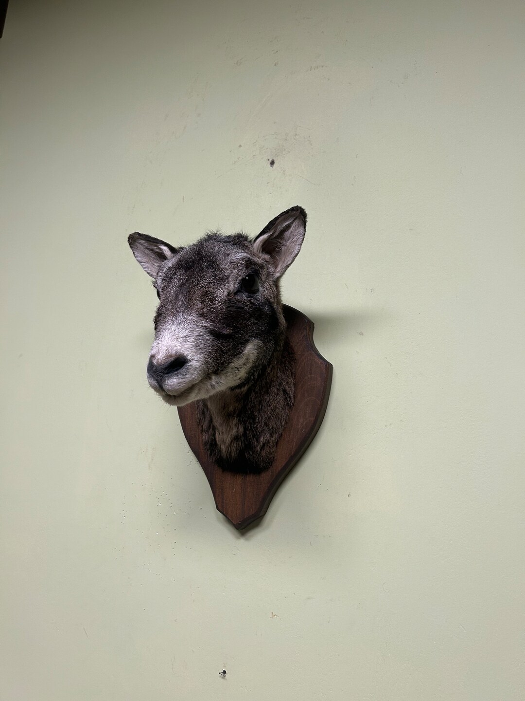 Mouflon Head on the Board, Taxidermy, Throphies - Etsy