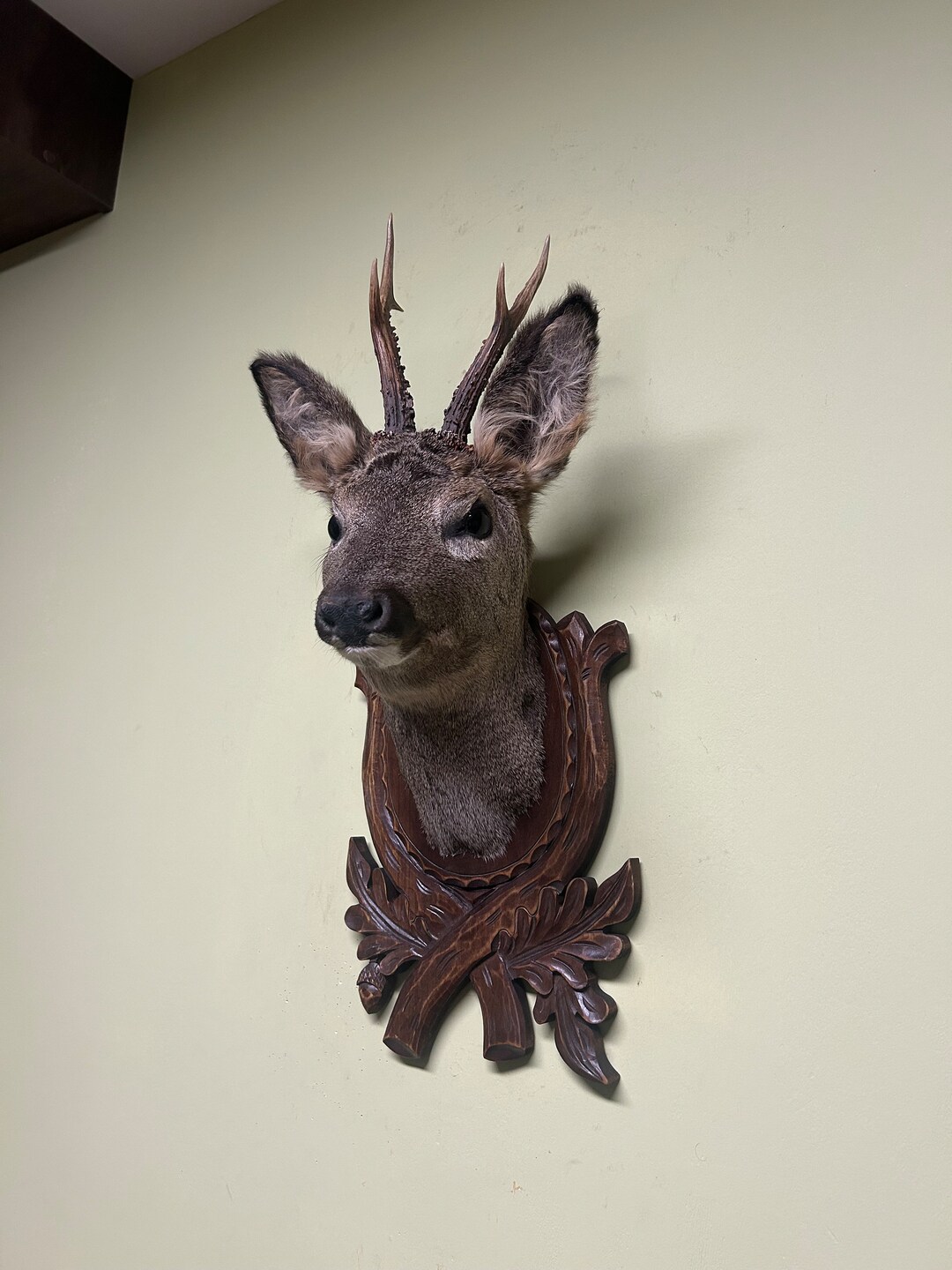 Roe Deer Head on the Carved Board, Taxidermy, Throphies - Etsy