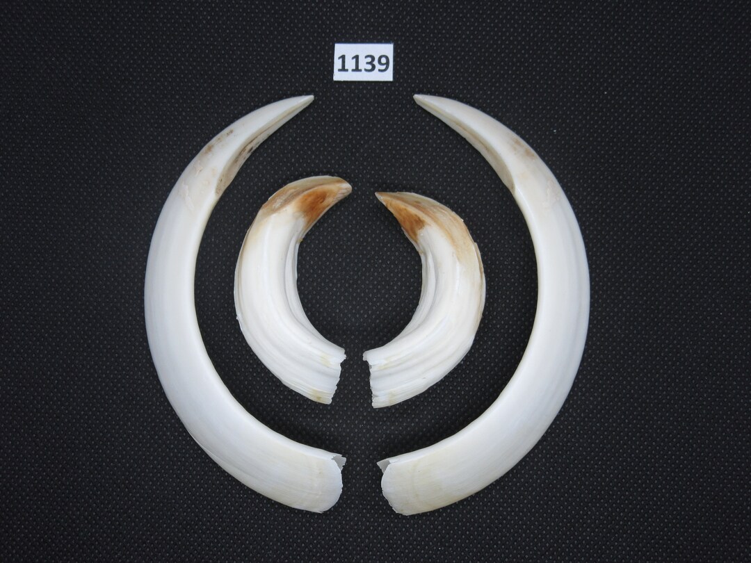 Wild Boar Teeth no. 1139, Trophy, Taxidermy, Tooth, Jewellery, Necklace ...