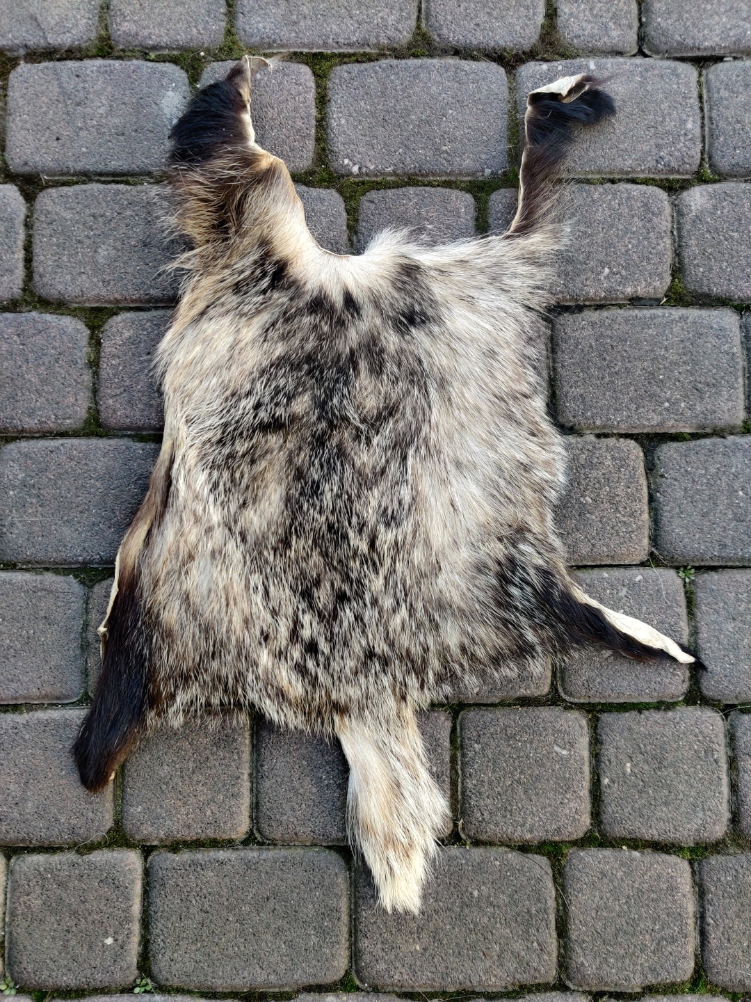 Badger Skin Tanned Skin Fur Trophy Taxidermy Carpet - Etsy