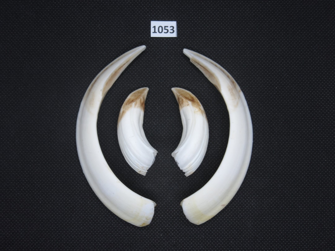 Wild Boar Teeth no. 1047, Trophy, Taxidermy, Tooth, Jewellery, Necklace ...