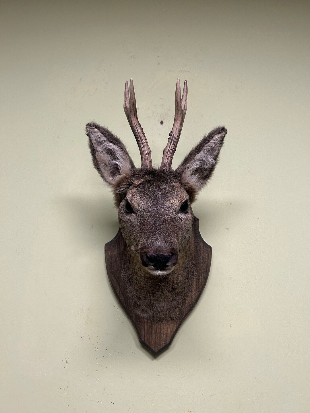 Roe Deer Head on the Board, Taxidermy, Throphies - Etsy