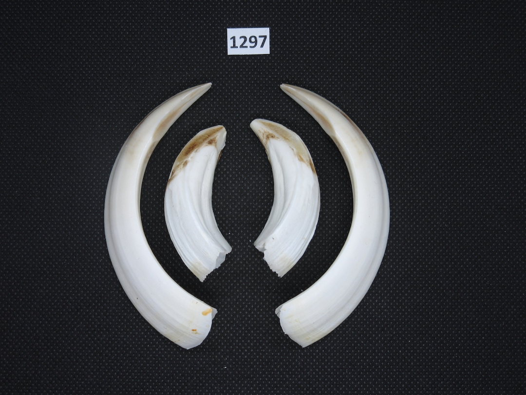 Wild Boar Teeth no. 1297 Trophy Taxidermy Tooth - Etsy