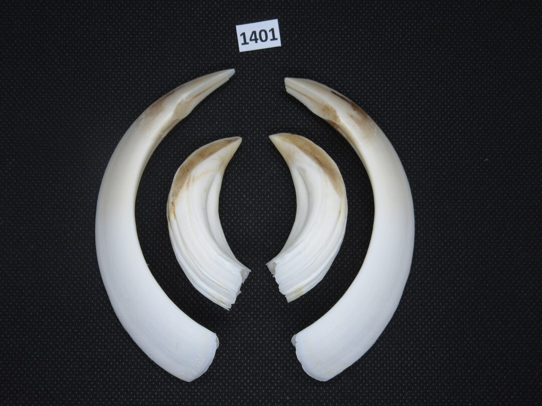 Wild Boar Teeth no. 1401 Trophy Taxidermy Tooth - Etsy