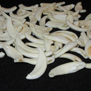 Wild Boar Teeth, Trophy, Taxidermy, Tooth, Jewellery, Necklace ...