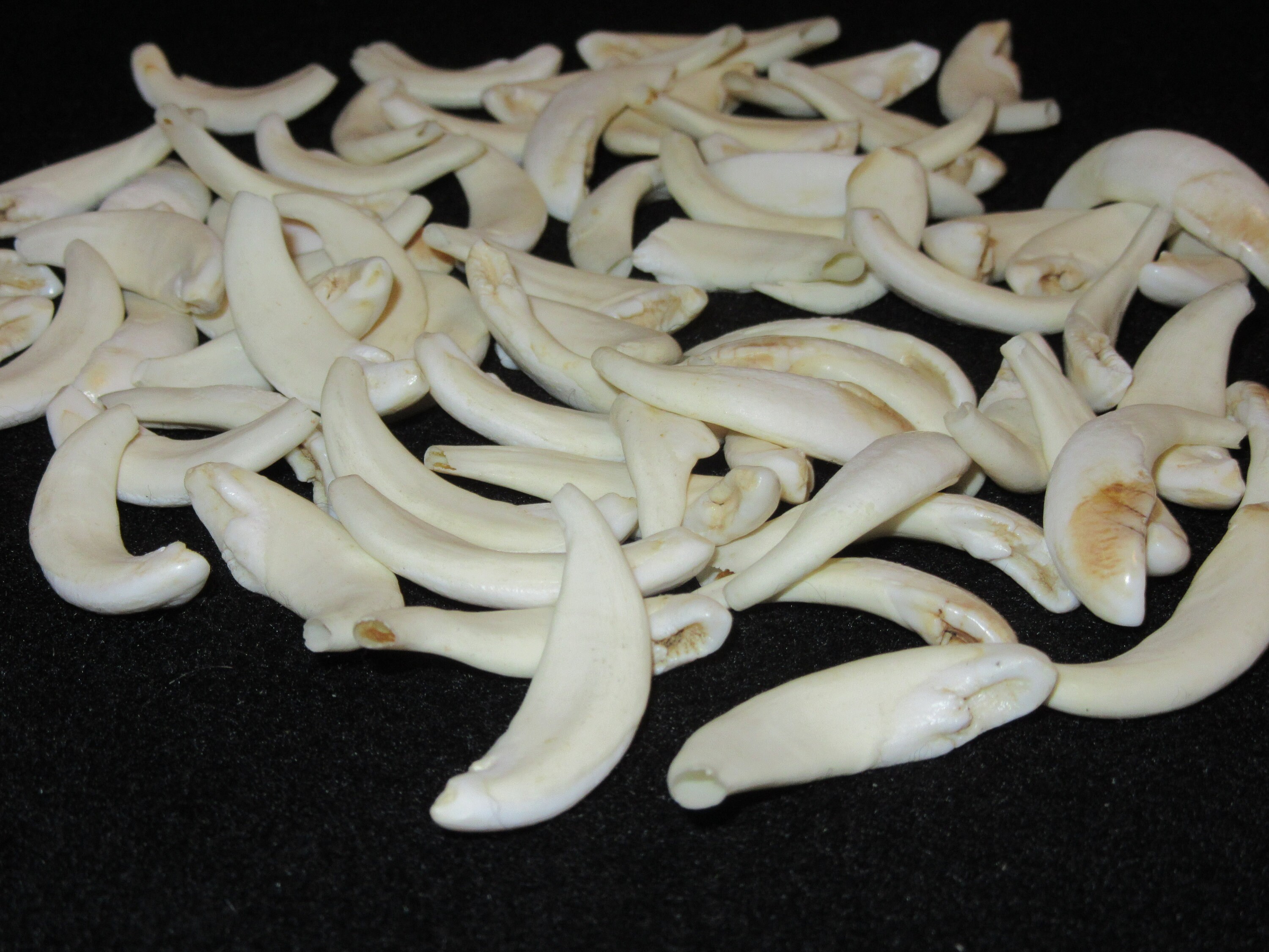 Wild Boar Teeth, Trophy, Taxidermy, Tooth, Jewellery, Necklace ...