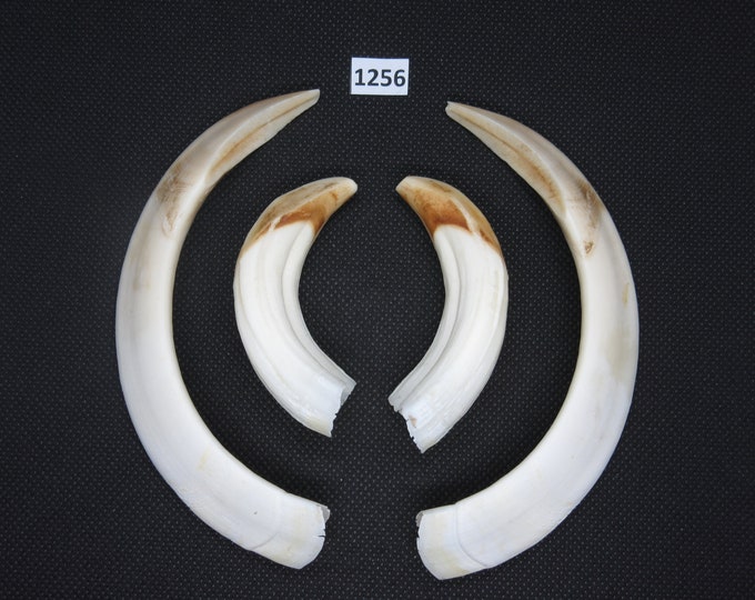 Wild Boar Teeth no. 1256 Trophy Taxidermy Tooth - Etsy