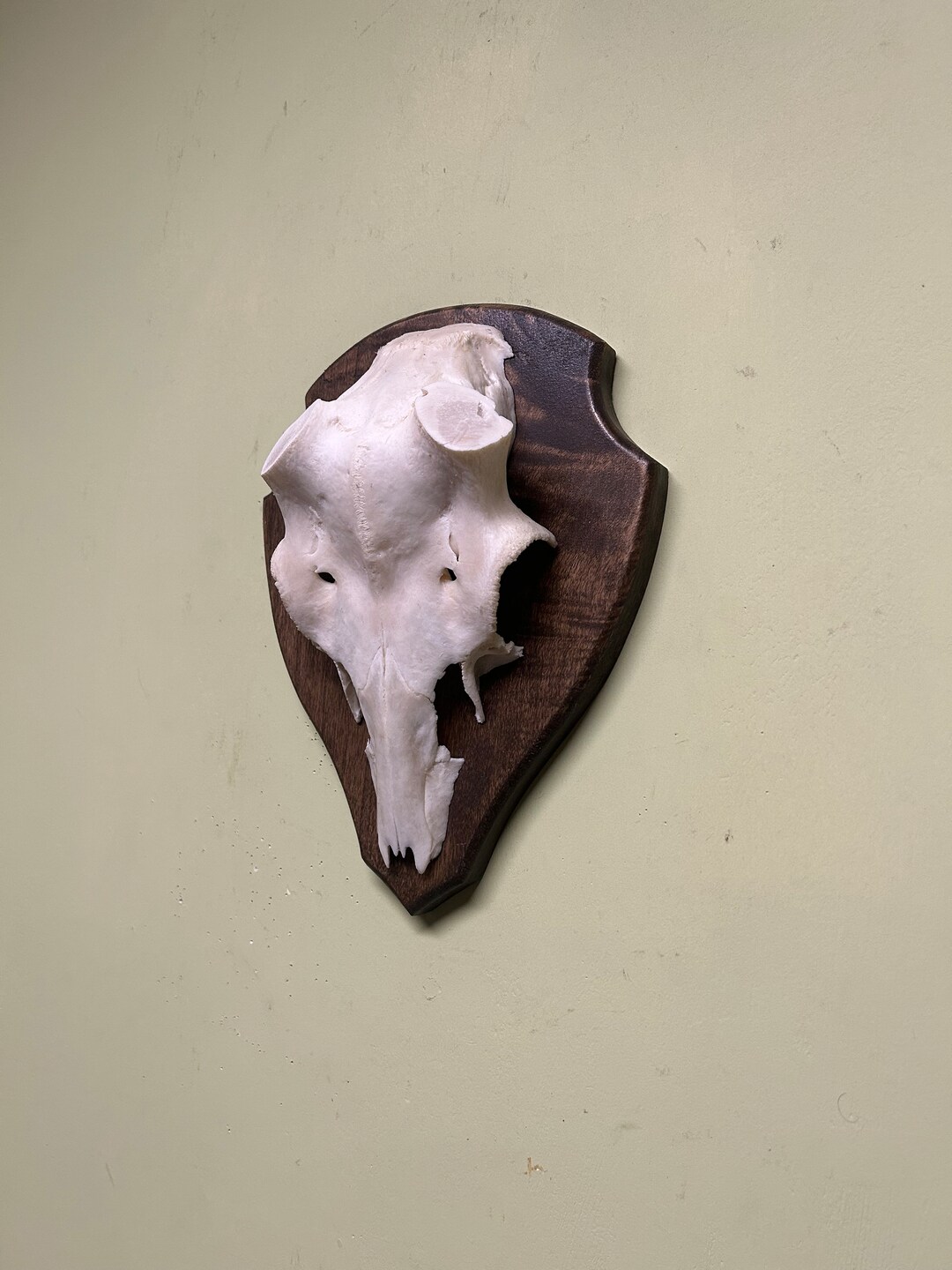 Deer Skull. Skull, Taxidermy, Wood, Hunting Trophy - Etsy