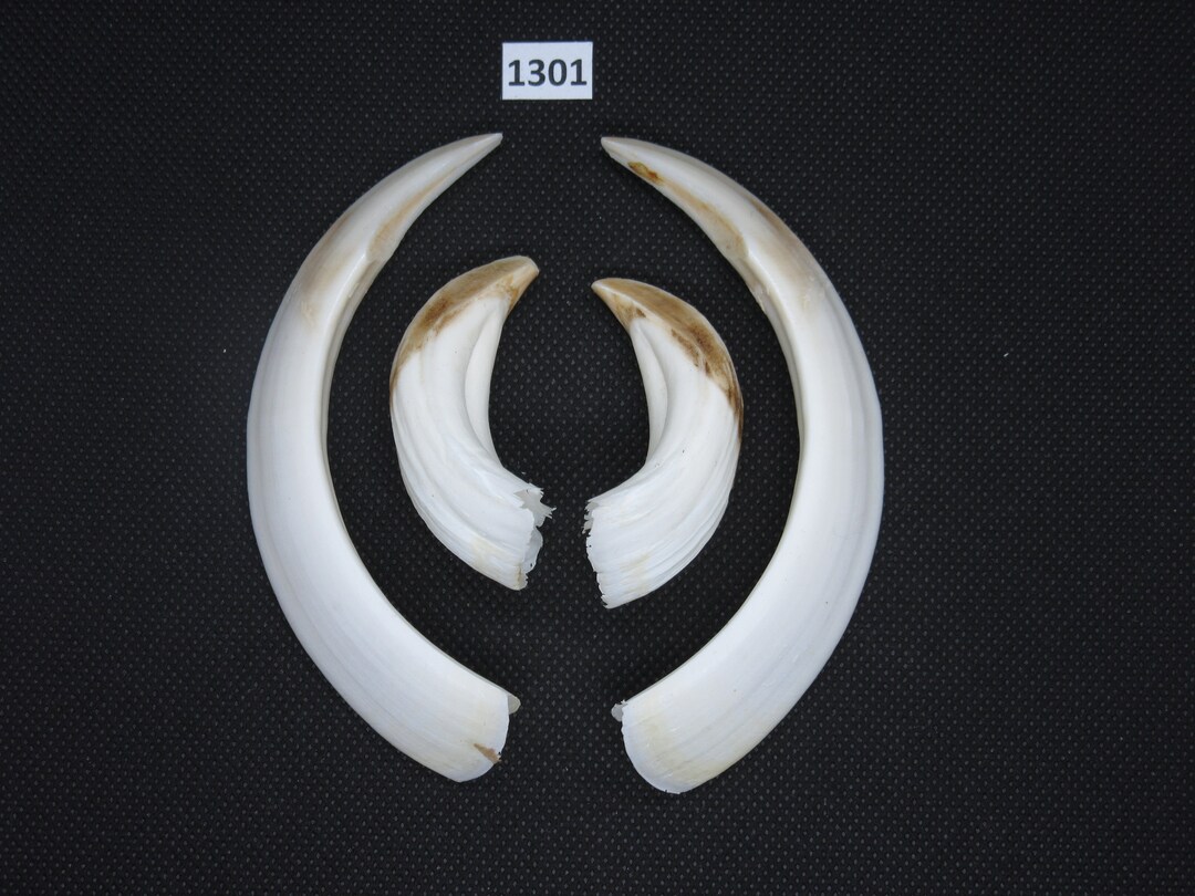 Wild Boar Teeth no. 1301 Trophy Taxidermy Tooth - Etsy
