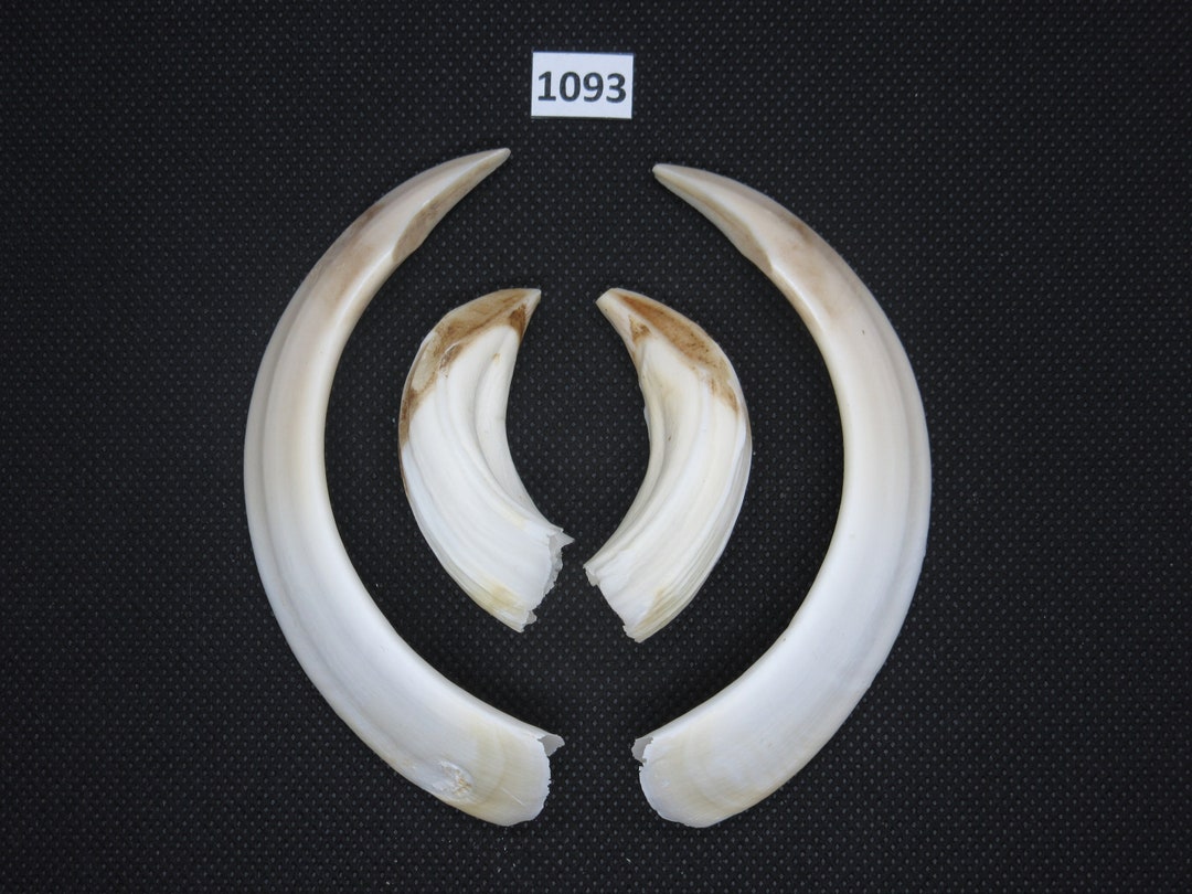 Wild Boar Teeth no. 1093, Trophy, Taxidermy, Tooth, Jewellery, Necklace ...