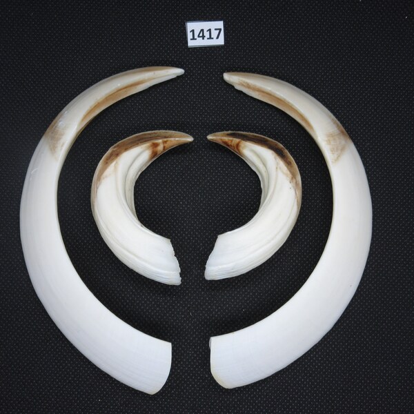 Wild Boar Teeth - Etsy