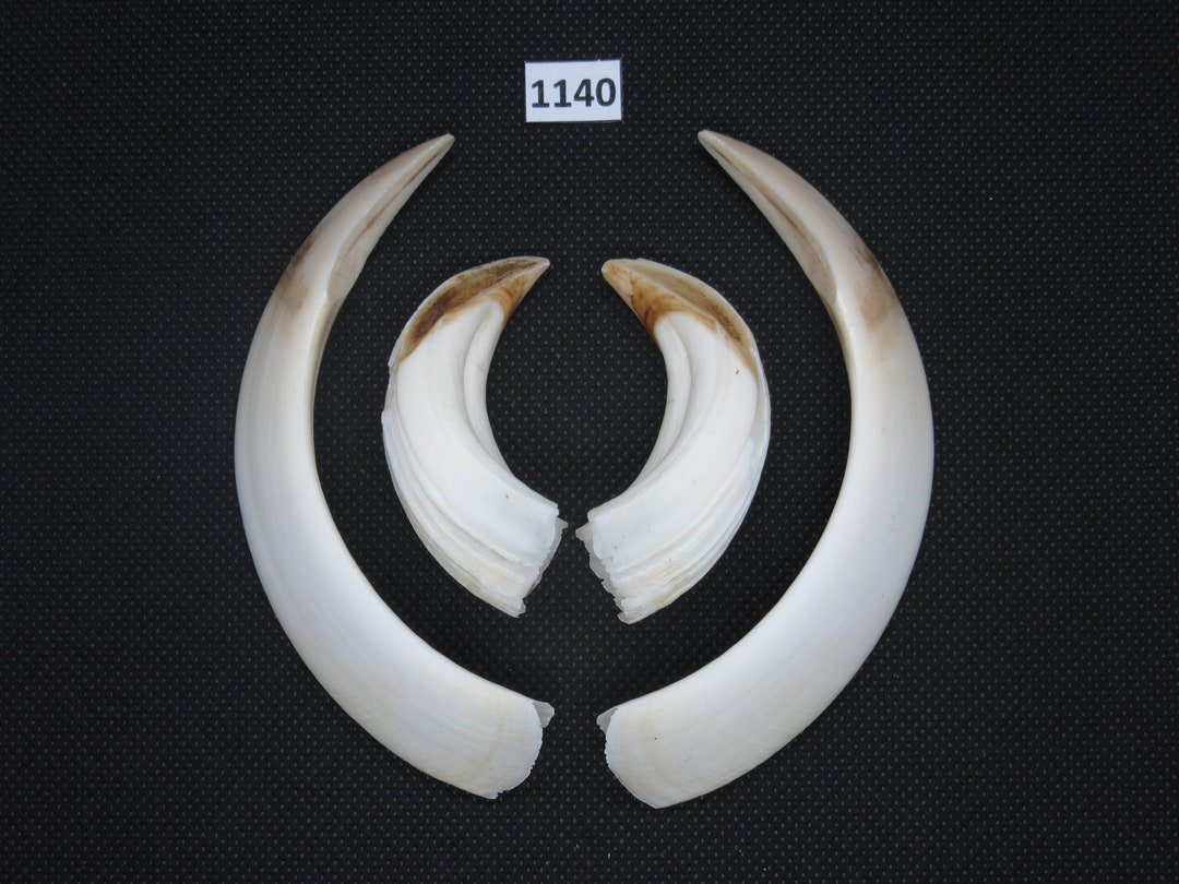 Wild Boar Teeth no. 1140, Trophy, Taxidermy, Tooth, Jewellery, Necklace ...