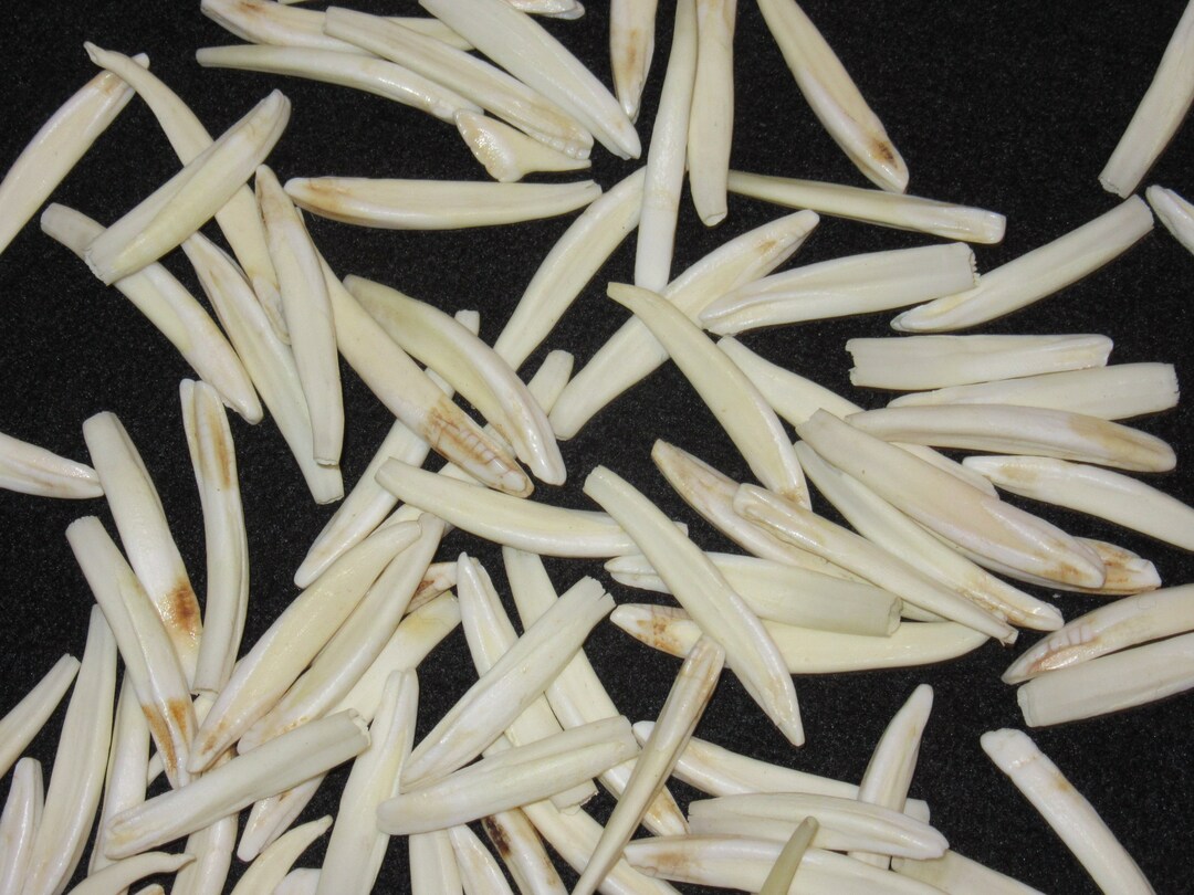 Wild Boar Teeth Trophy Taxidermy Tooth Jewellery - Etsy