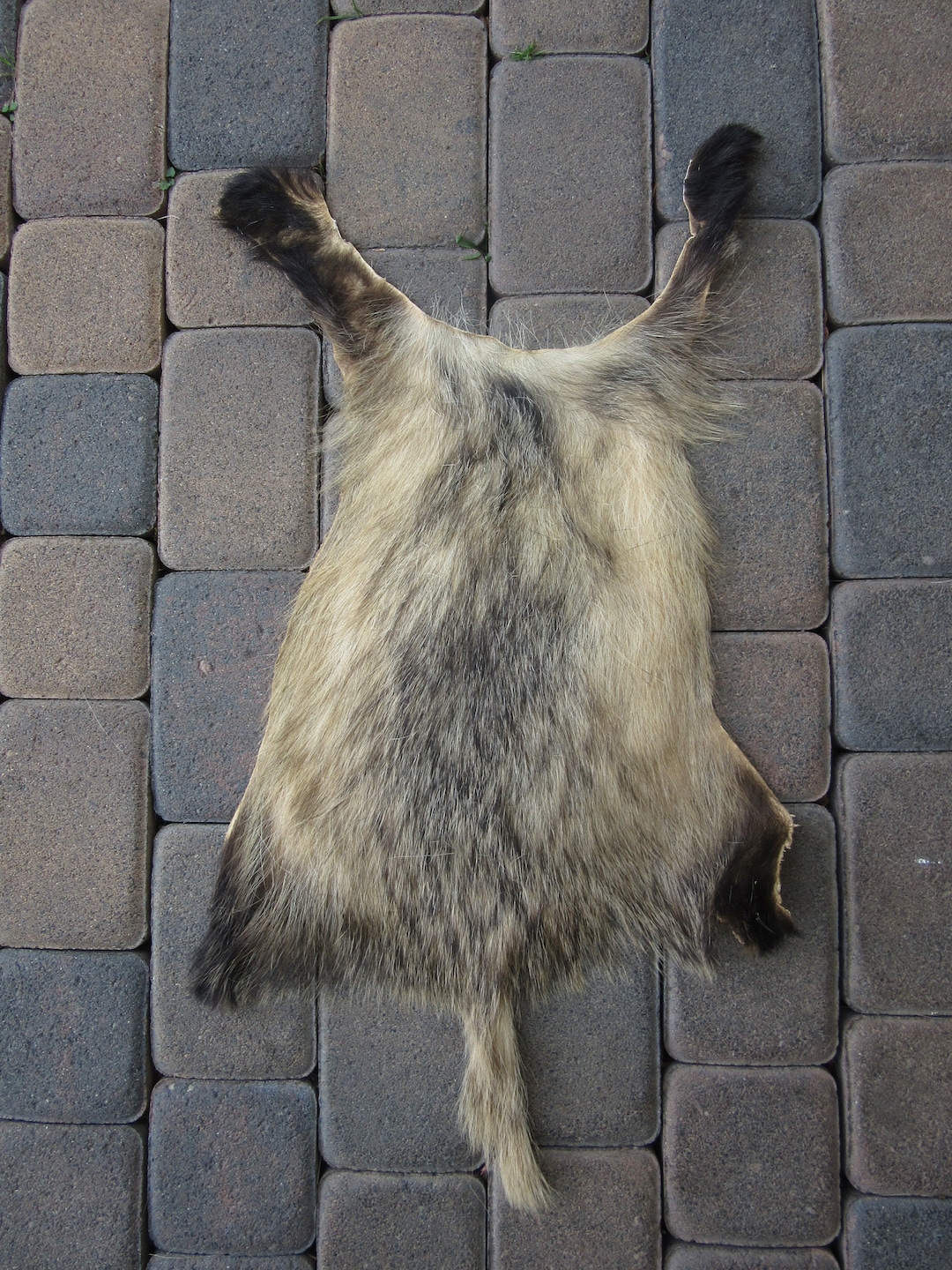 Badger Skin Tanned Skin Fur Trophy Taxidermy Carpet - Etsy