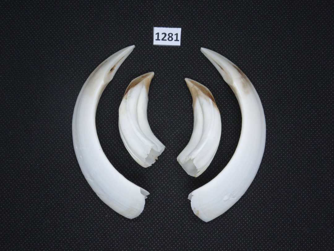 Wild Boar Teeth no. 1281 Trophy Taxidermy Tooth - Etsy