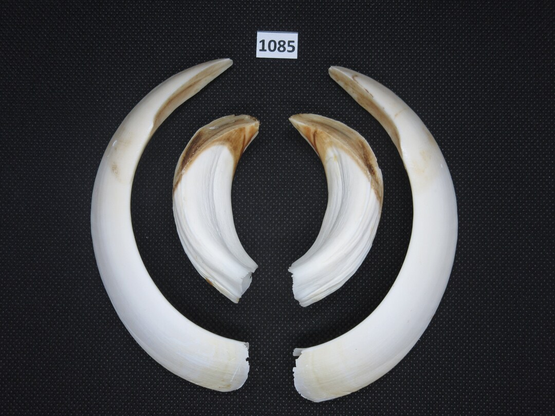 Wild Boar Teeth no. 1085 Trophy Taxidermy Tooth - Etsy