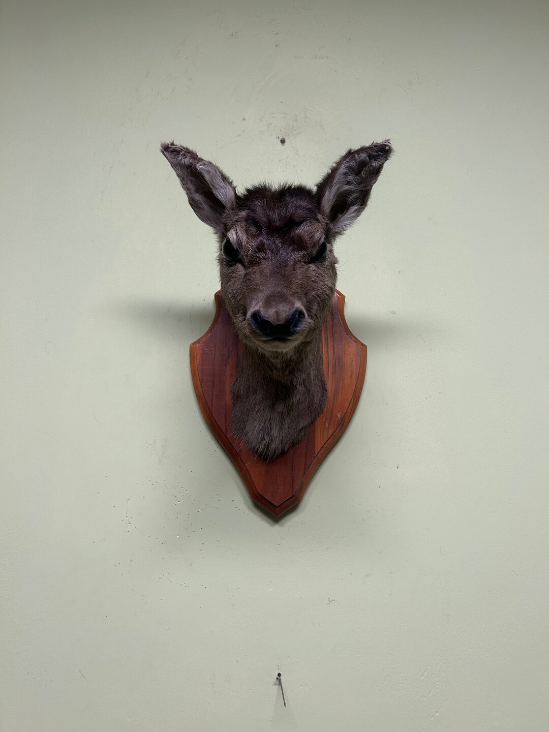Fallow Deer Head on the Board, Taxidermy, Throphies - Etsy