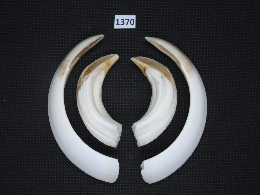 Wild Boar Teeth no. 1370, Trophy, Taxidermy, Tooth, Jewellery, Necklace ...