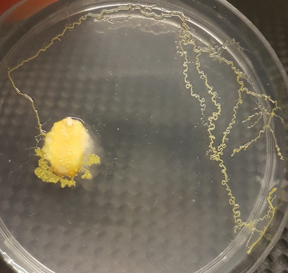 Physarum Microscope Slide