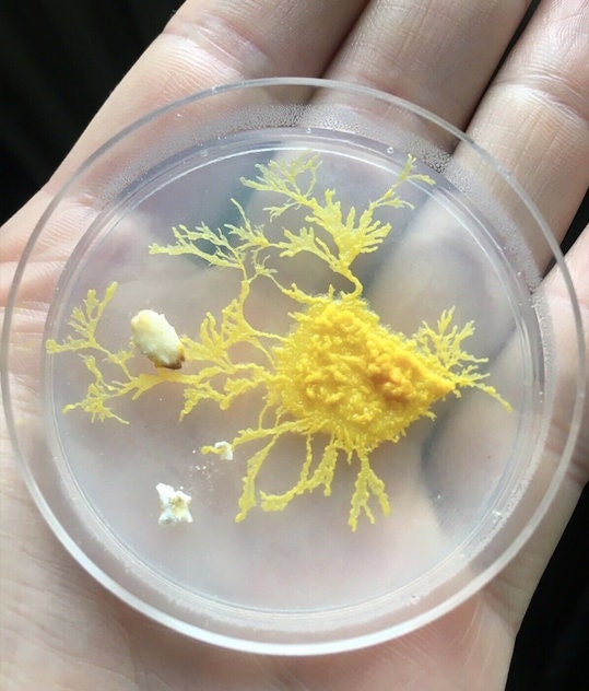 Physarum Slide