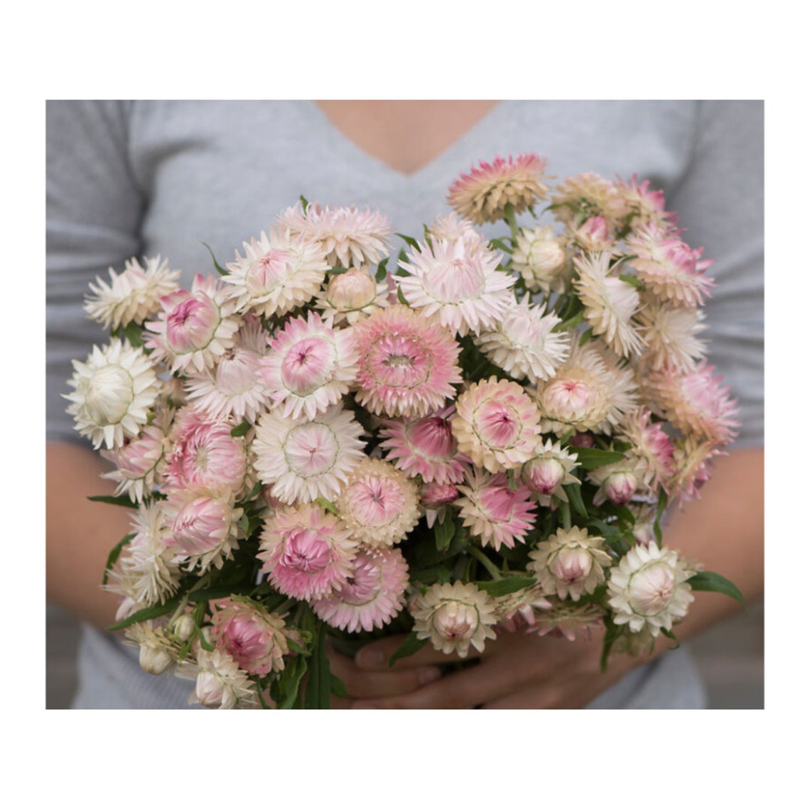 50 Silvery Rose Strawflower Seeds - Etsy