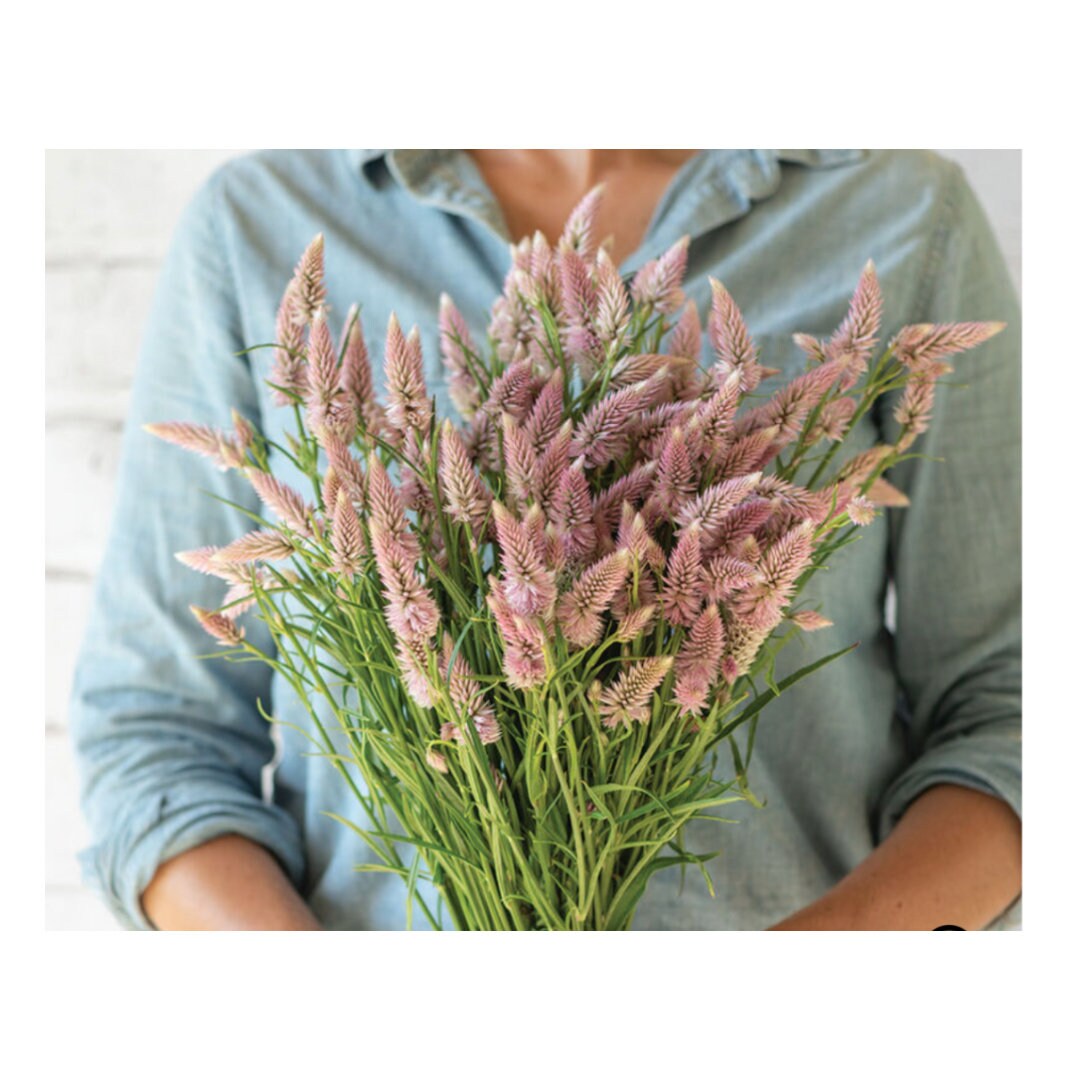 50 Flamingo Feather Celosia - Etsy